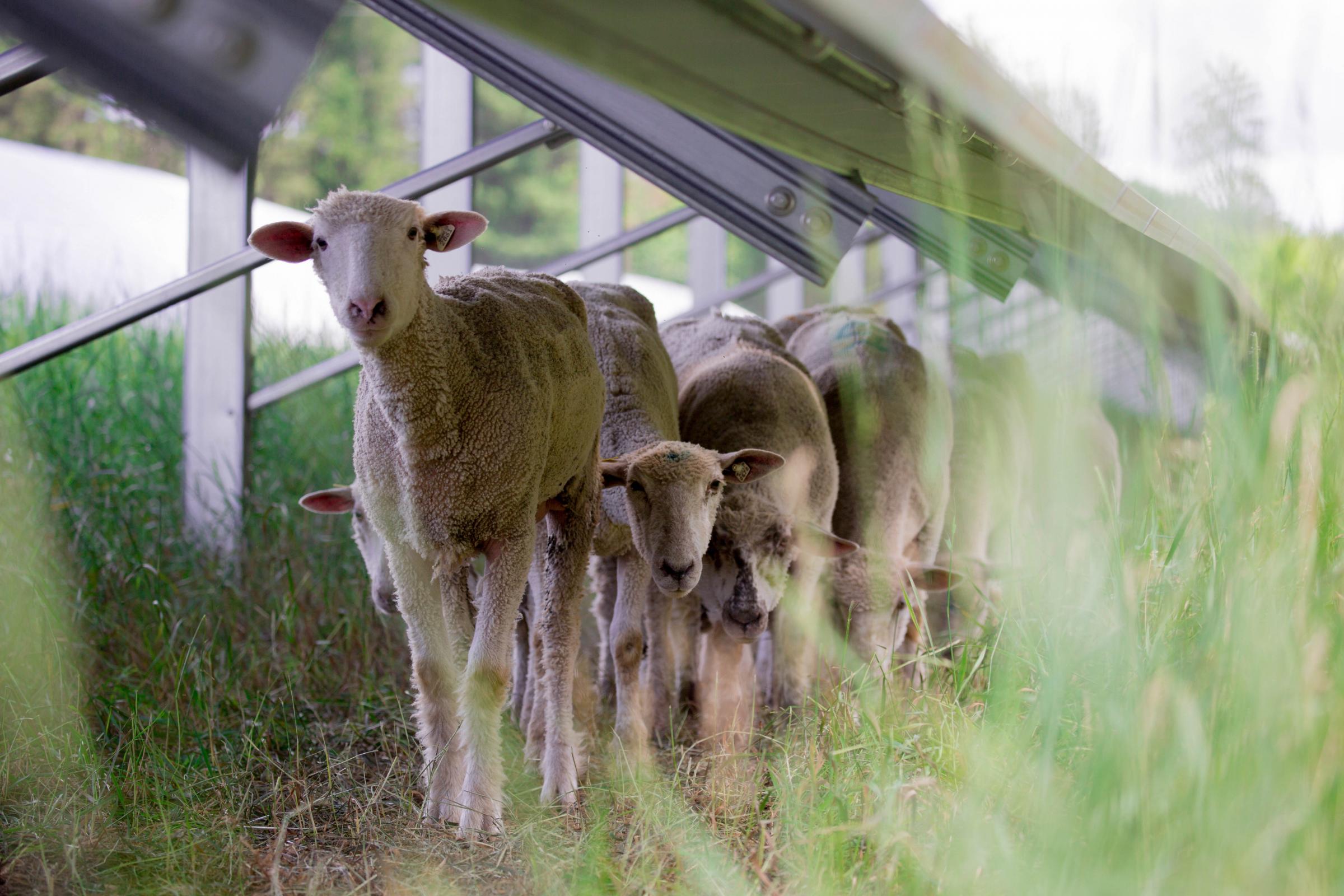 The Wild Side of Electric Utilities | Nebraska REA Magazine